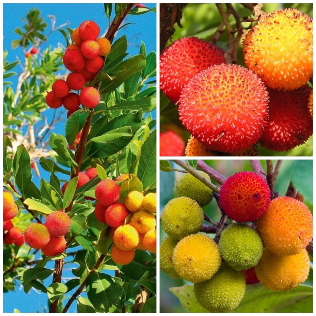 Chruścina Jagodna Arbutus unedo DRZEWKO TRUSKAWKOWE Wyjątkowe Owoce ...